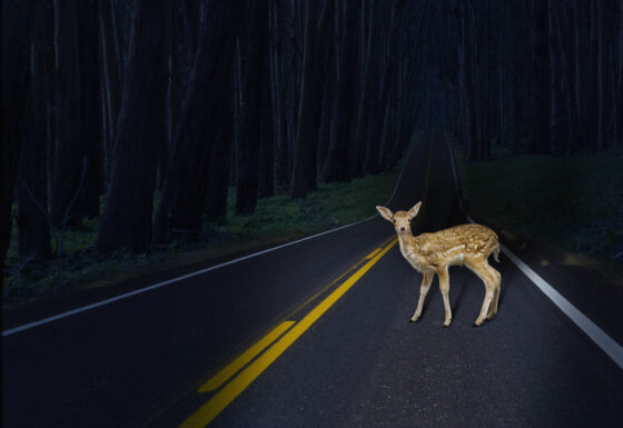 Deer Facts and Driver Safety